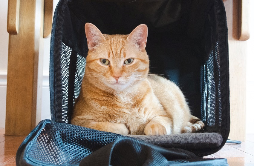 Základné vybavenie pre mačiatko | Alza.sk