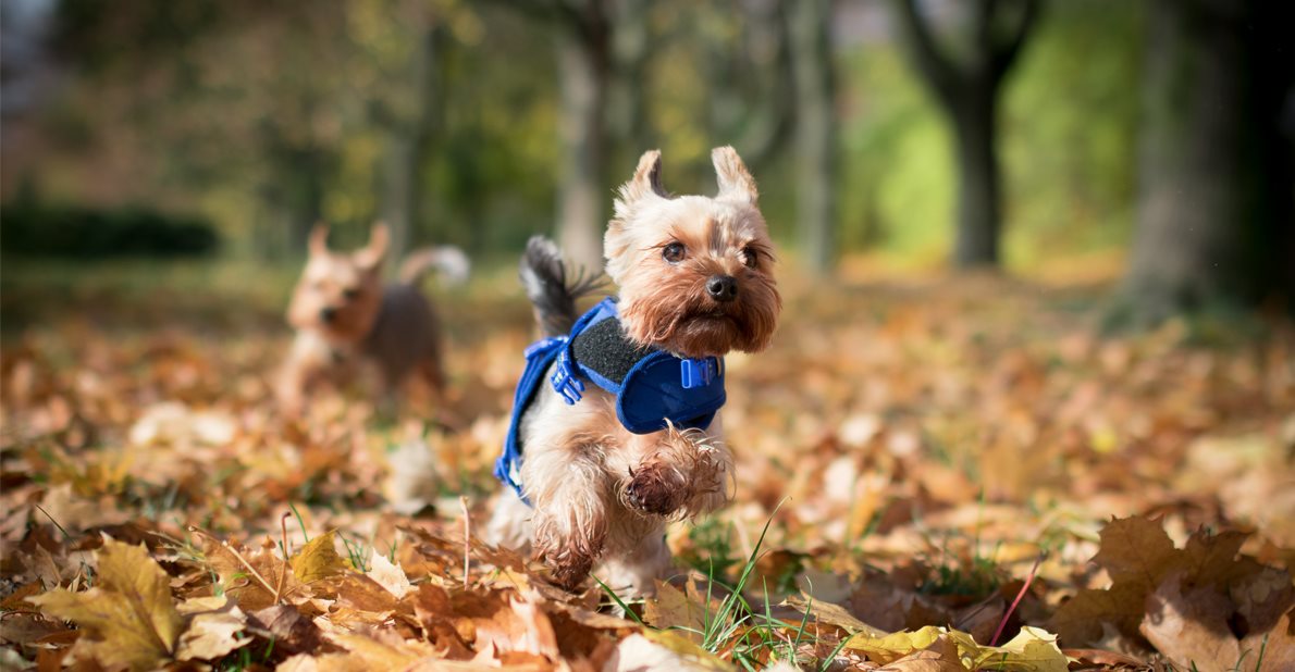 Behanie so psom čiže canicross | Alza.sk