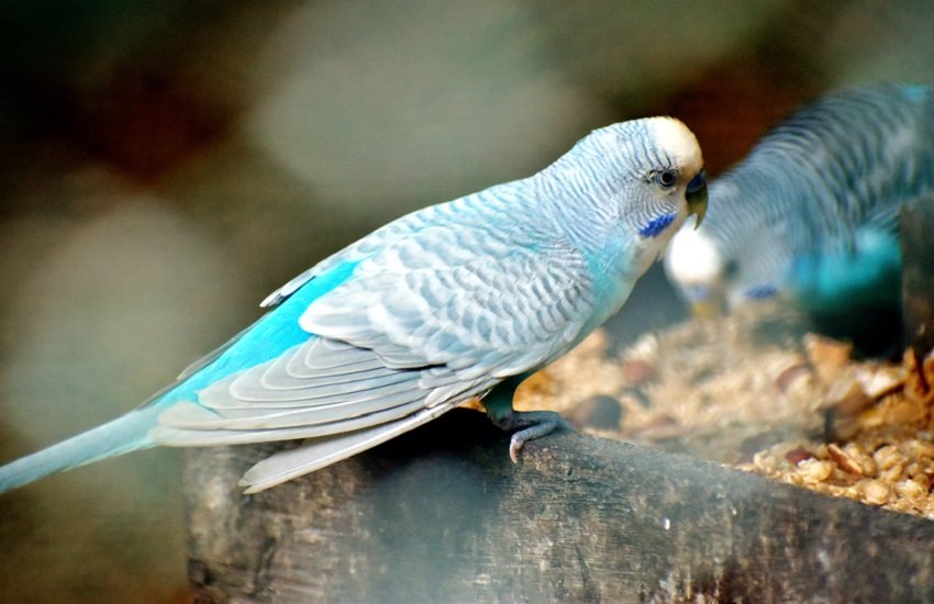 Ako sa starať o andulku (RADY A TIPY) | Alza.sk